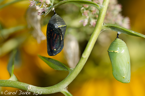 Monarch Butterfly Metamorphosis: Part Two ~ Chrysalis | Focusing on ...