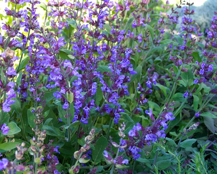 💗 Naturiste.RO 💗: Salvia (Salvia officinalis)