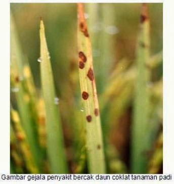 PENYAKIT BERCAK DAUN COKLAT (BROWN LEAF SPOT) PADI ~ Scientific Comunity