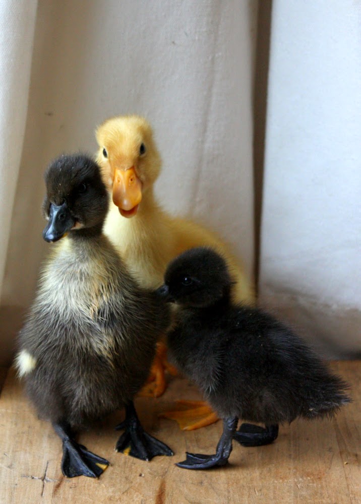 lil fish studios: teacup duck