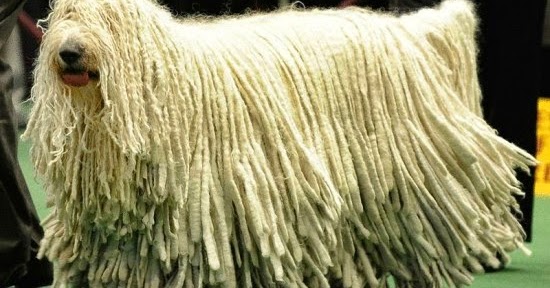 Le komondor, adorable chien serpillère - L'assurance d'une vie ...