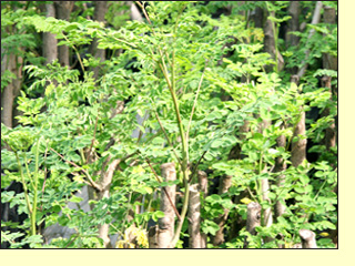 marlonquierra: Gulayan sa Paaralan