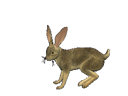 IMAGINI MIȘCĂTOARE: Imagini simple si imagini animate cu iepurasi