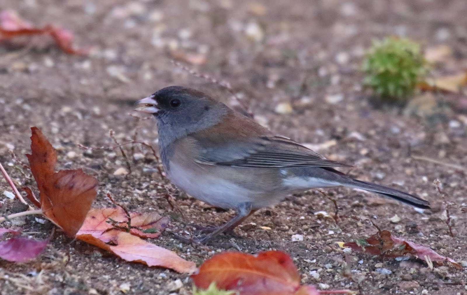 ID: Oregon and Slate-colored forms of Dark-eyed Juncos at Lake Cuyamaca ...