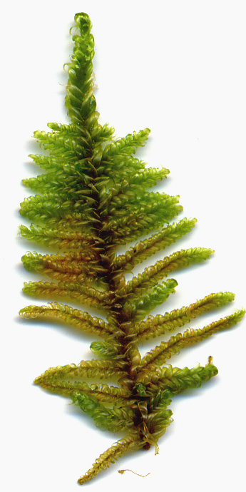 Moss Notes: Hypnum imponens - the Brocade Moss