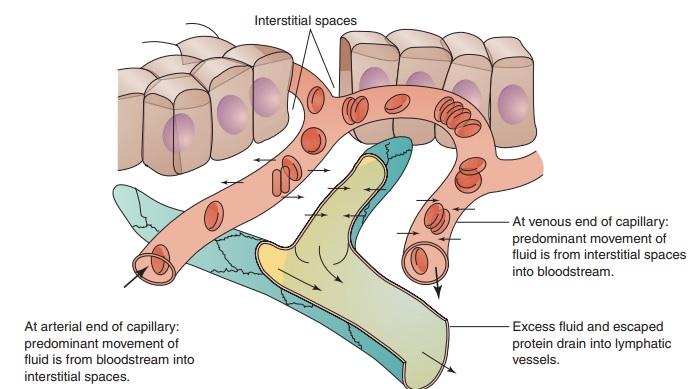 [Haematology] Introduction to Body Fluids | Free Medical Atlas