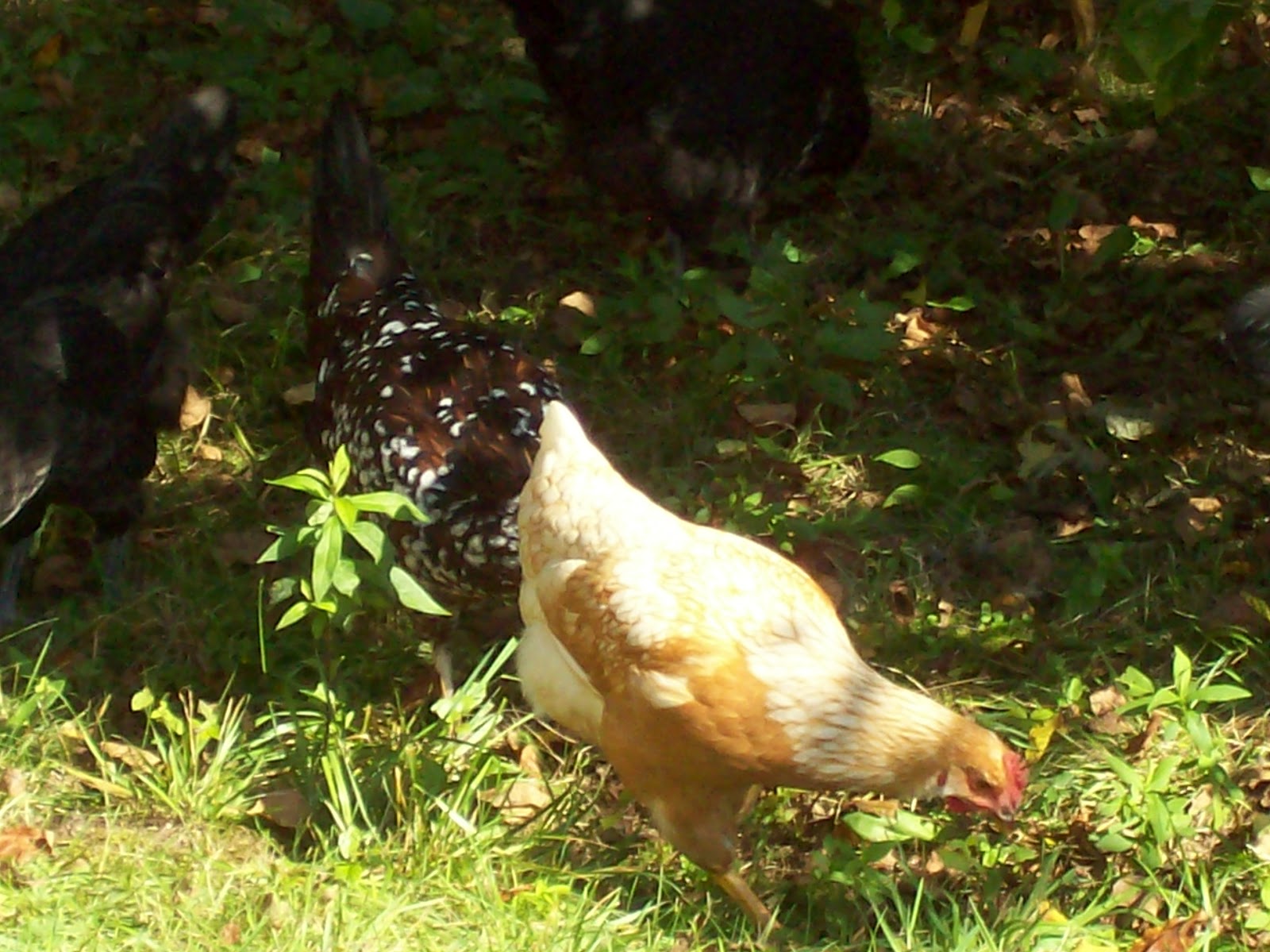 My Chicken And Egg Journal: Pictures of Chickens (Pullets And One ...