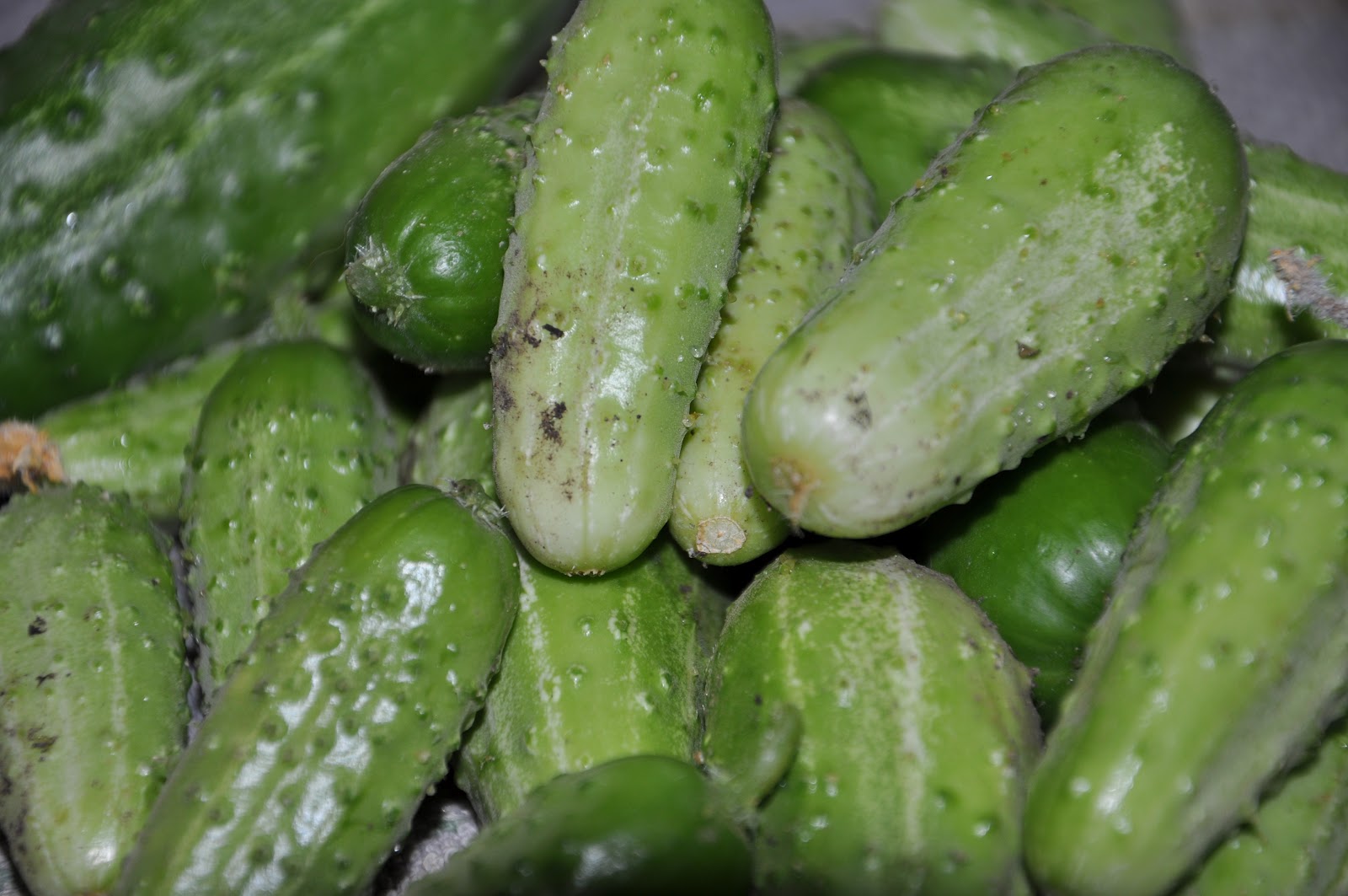 Yuen Yarn: Pickles!... Canning Your Own Crunchy Dill Pickles