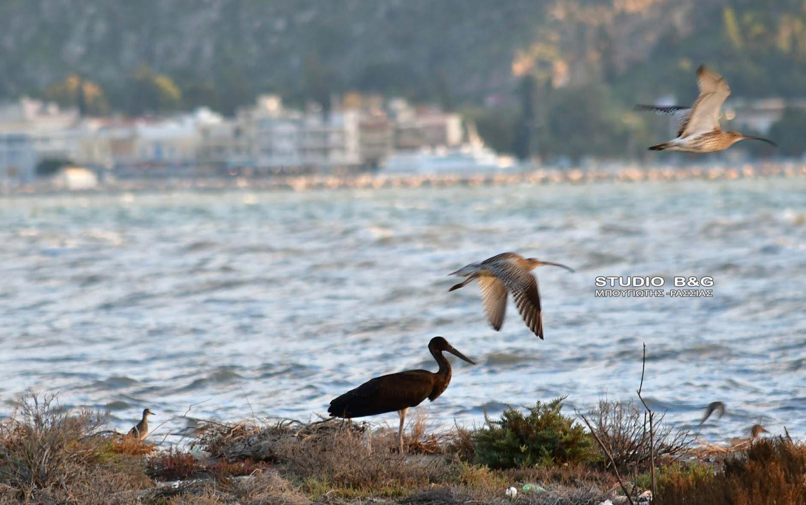 Φωτογραφία: ΑΡΓΟΛΙΔΑ: ΜΑΥΡΟΠΕΛΑΡΓΟΣ.