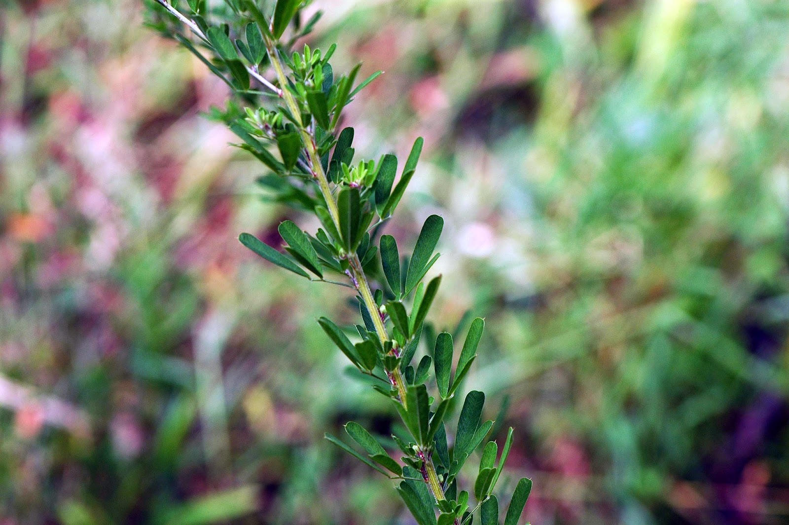 Field Biology in Southeastern Ohio: Lespedeza Bush Clovers