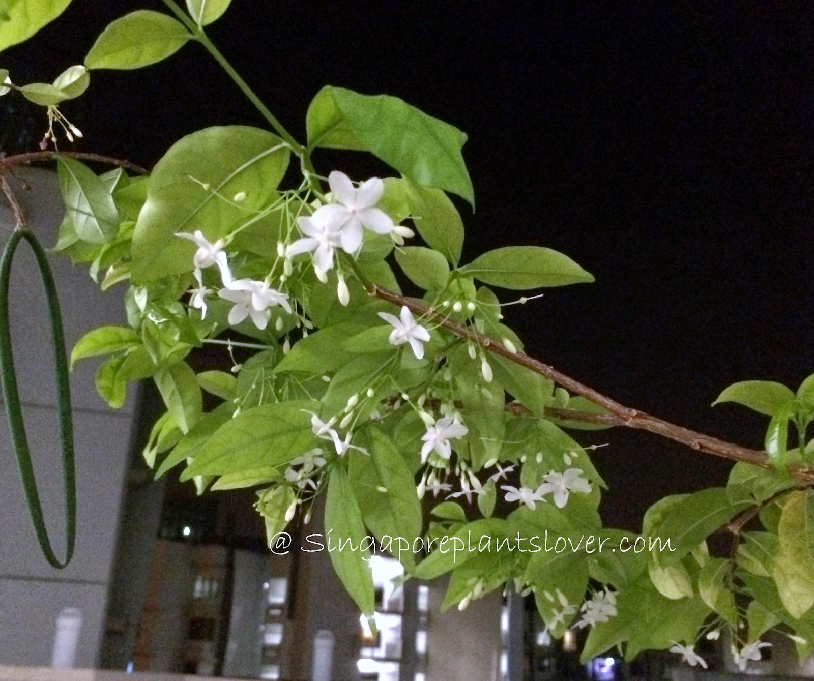 Singapore Plants Lover: Growing Shuimei (Wrightia Religiosa)