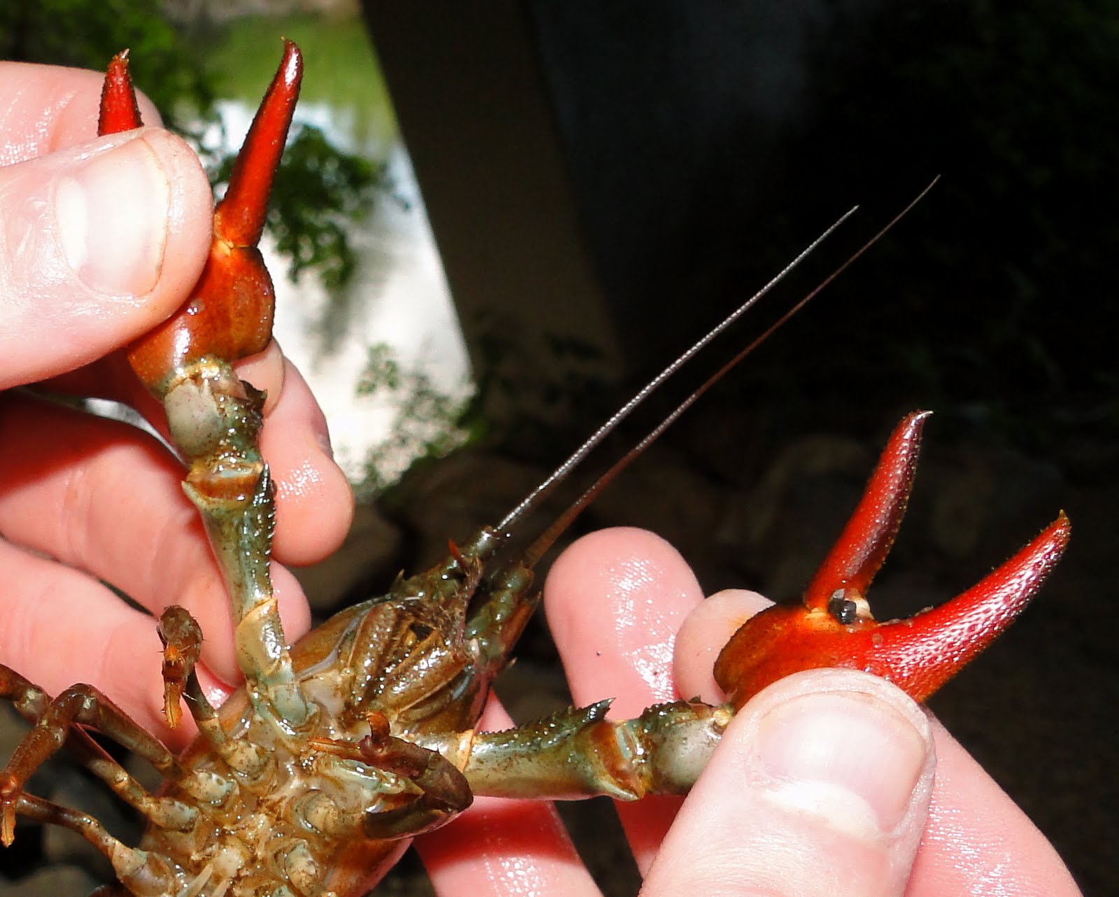 Redmond Neighborhood Blog: Edible crayfish and clams found in Sammamish ...