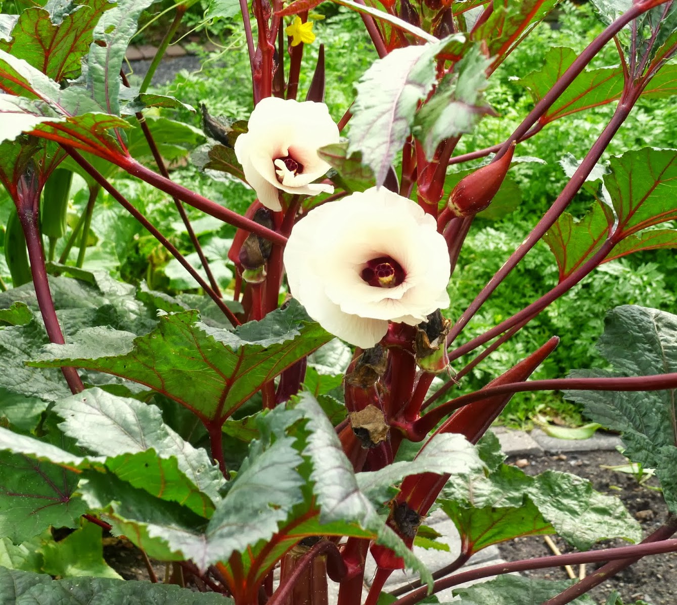 Seminte si plante de gradina hobby: Bame