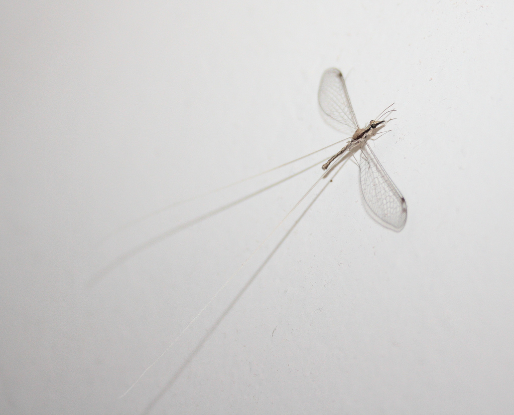 Real Monstrosities: Spoonwing