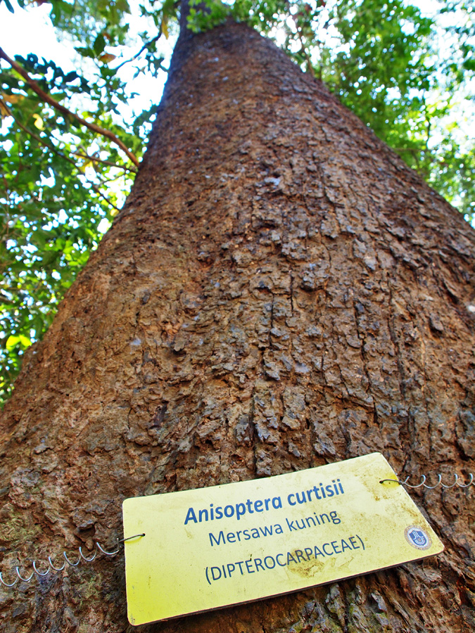 UUM Forest Treasure 1