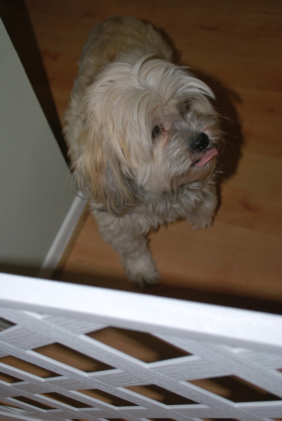 Crafty Tutorials: Dog Gate