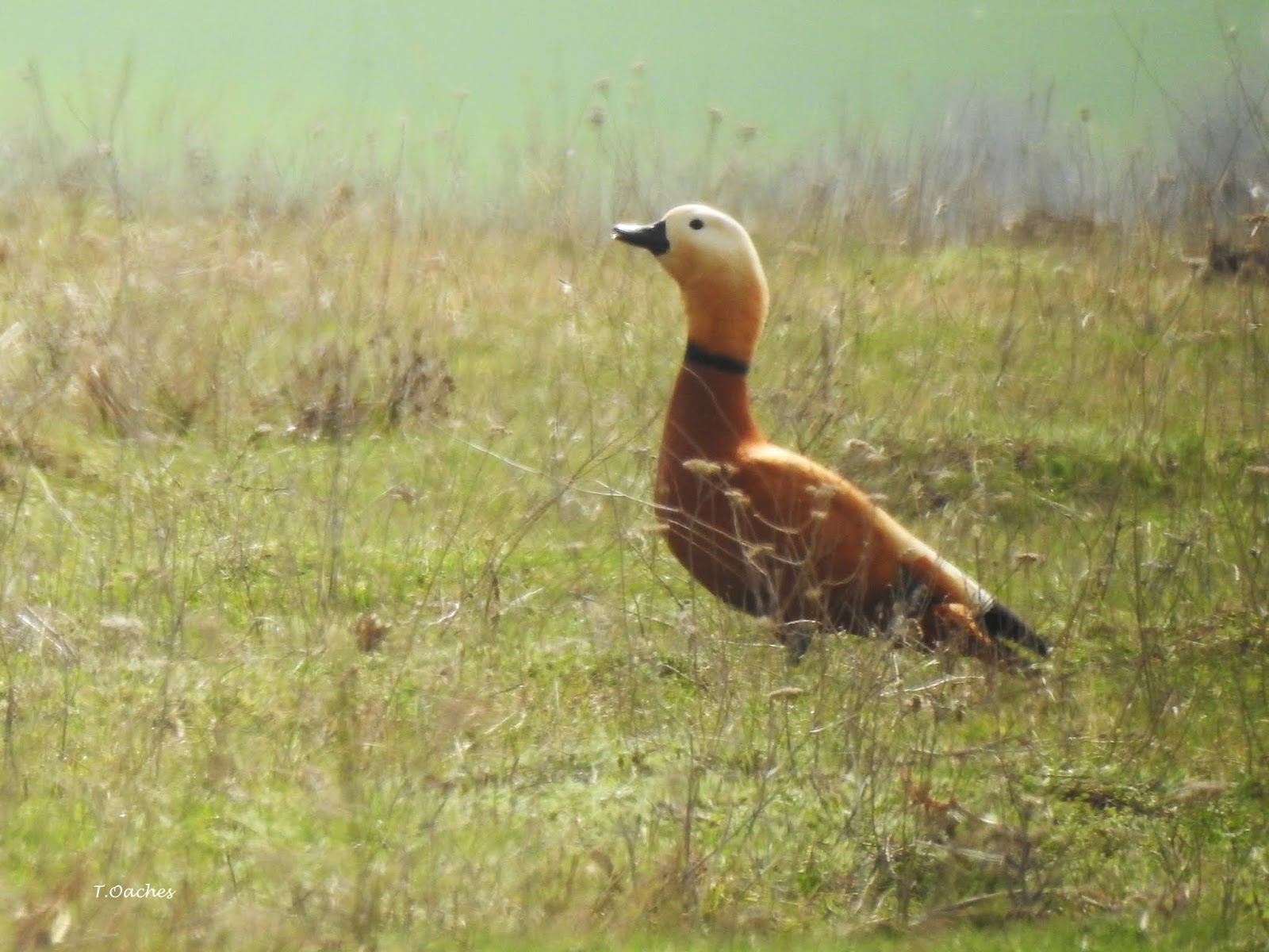 PASARI DIN ROMANIA: CALIFAR ROSU, Tadorna ferruginea