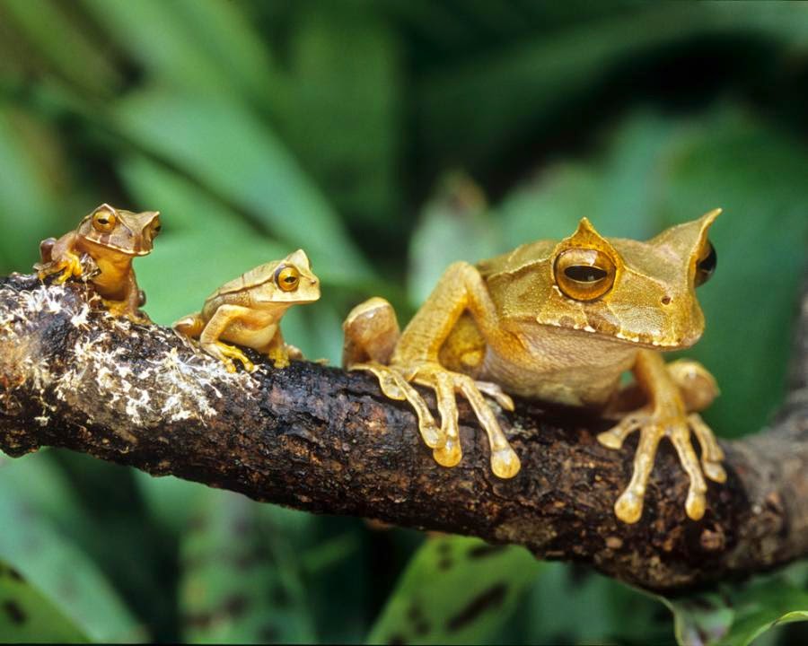 Imagenes de sapos y ranas: Simpatica fotografia de familia de ranas [17 ...