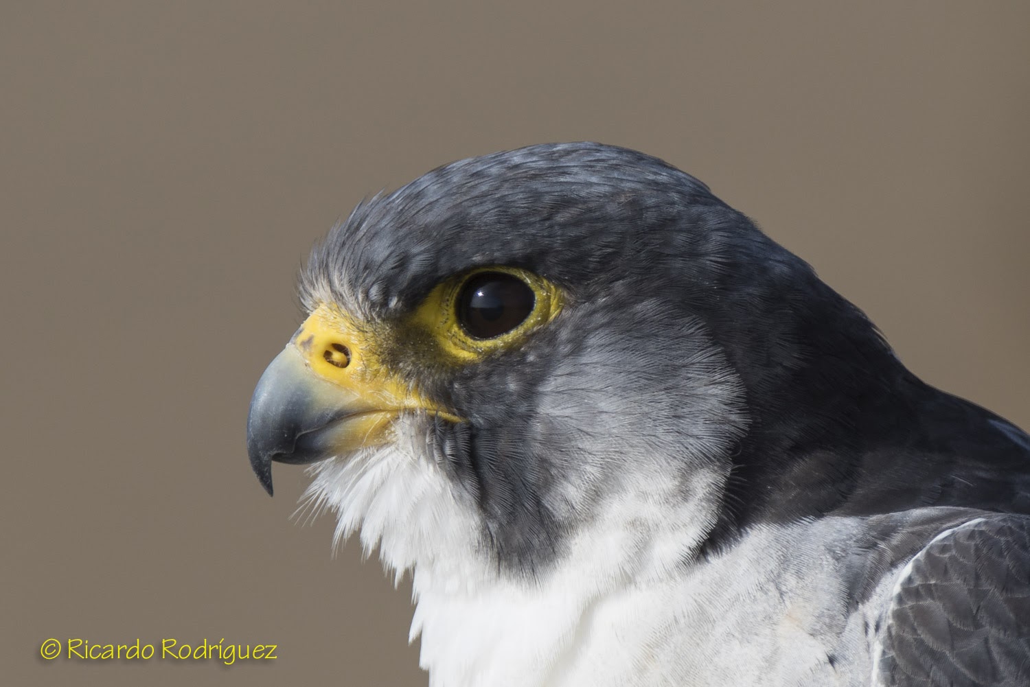 Aves Ricardo Rodriguez: Halcón peregrino "calidus" (Falco peregrinus ...