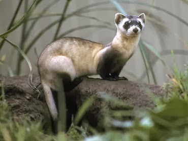 Ferret Animals | Interesting Facts & Latest Pictures | All Wildlife ...