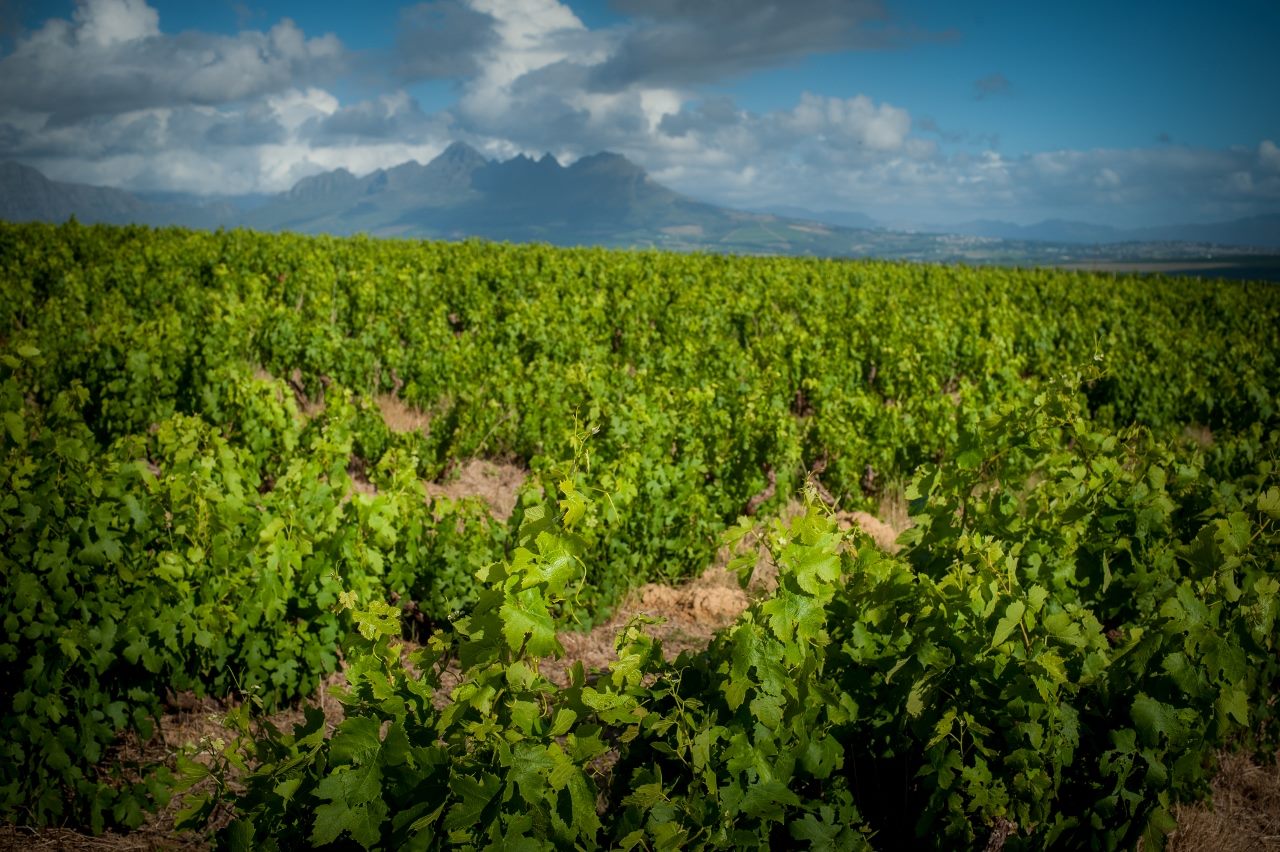 Introducing Jacobsdal Wine Estate - WineTourismZA South Africa