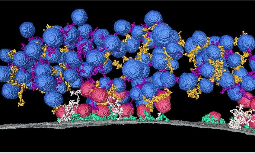 3D reconstruction showing three types of nanofilaments that connect to ...