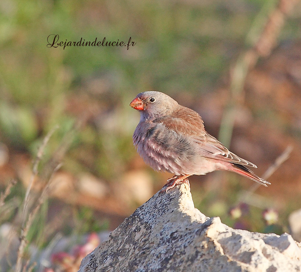 Roselin githagine, un oiseau aux douces couleurs!(Bucanestes ...
