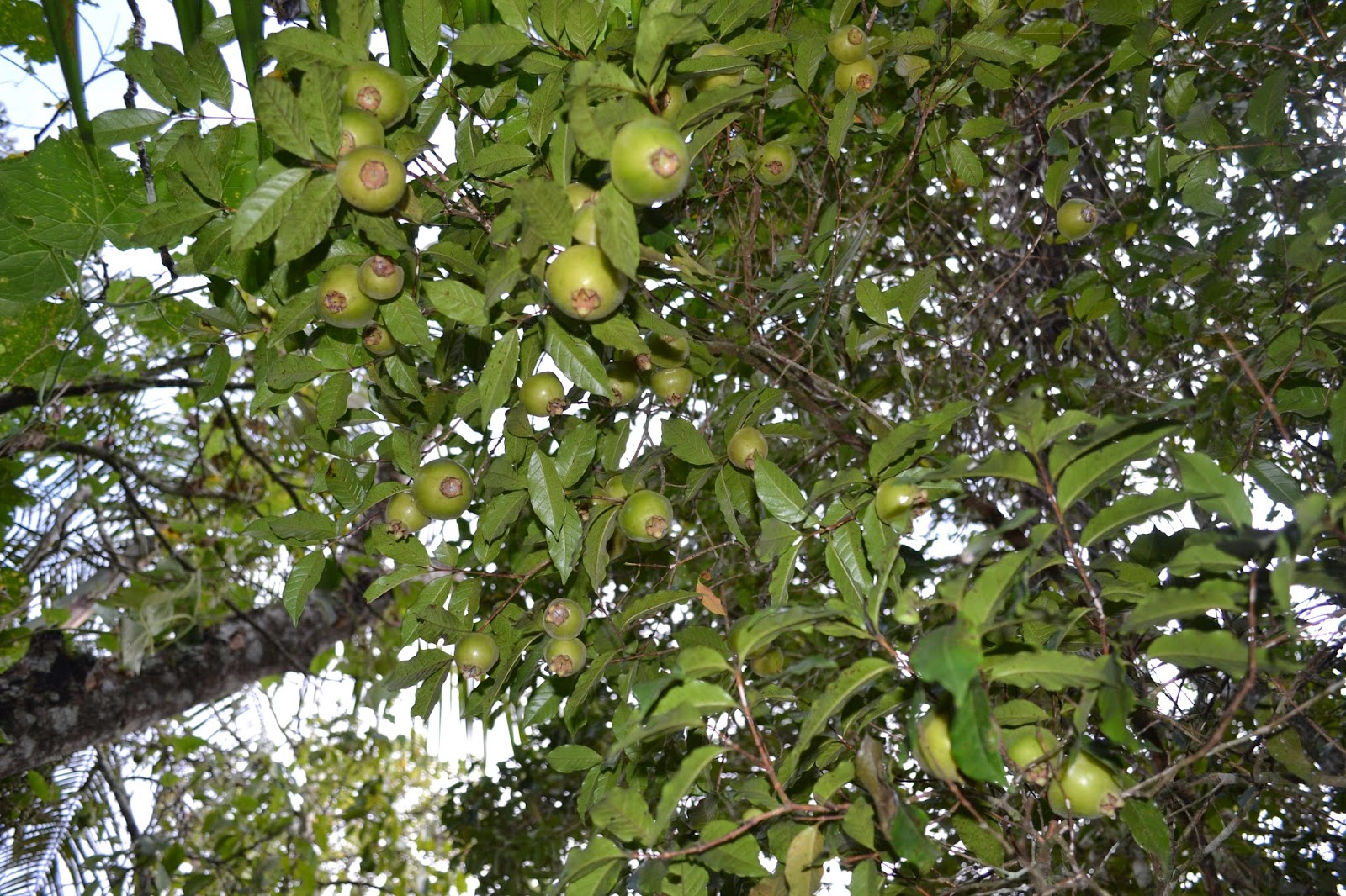 FRUTAS RARAS : Cambucí (campomanesia phaea)