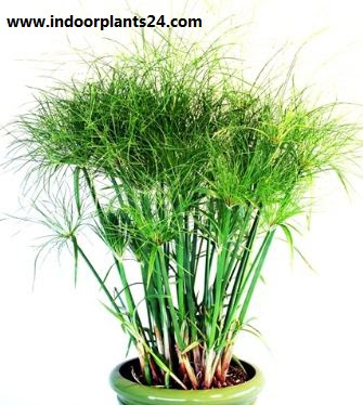 🤷INDOOR🤷Cyperus Papyrus Cyperaceae Papyrus (Paper reed) Plant - Indoor ...