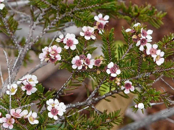 Всё о бегониях и не только...: Бабингтония / Саннанта (Babingtonia ...