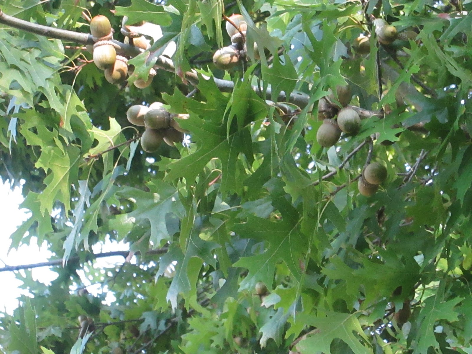Consultoria Experta en negocios de Agricultura, Ganaderia y Forestales ...