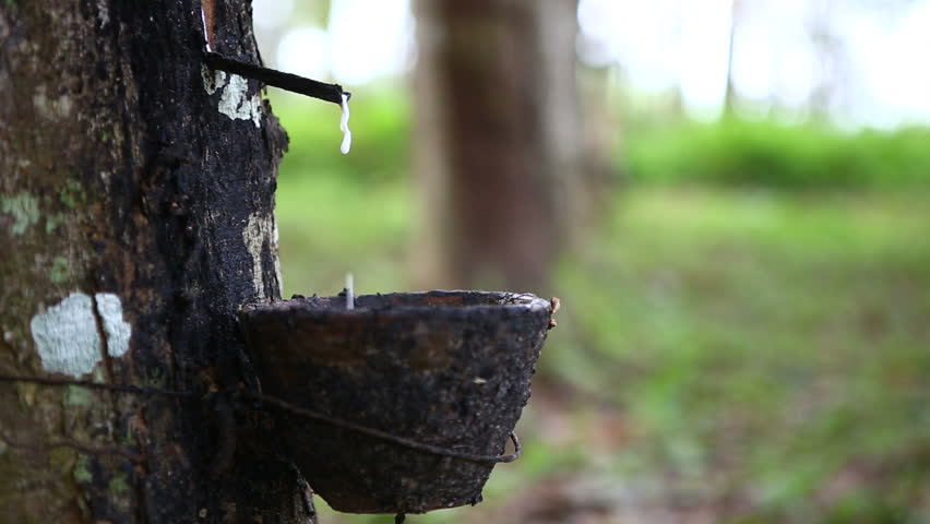 The Process of Rubber Production - Arup Das
