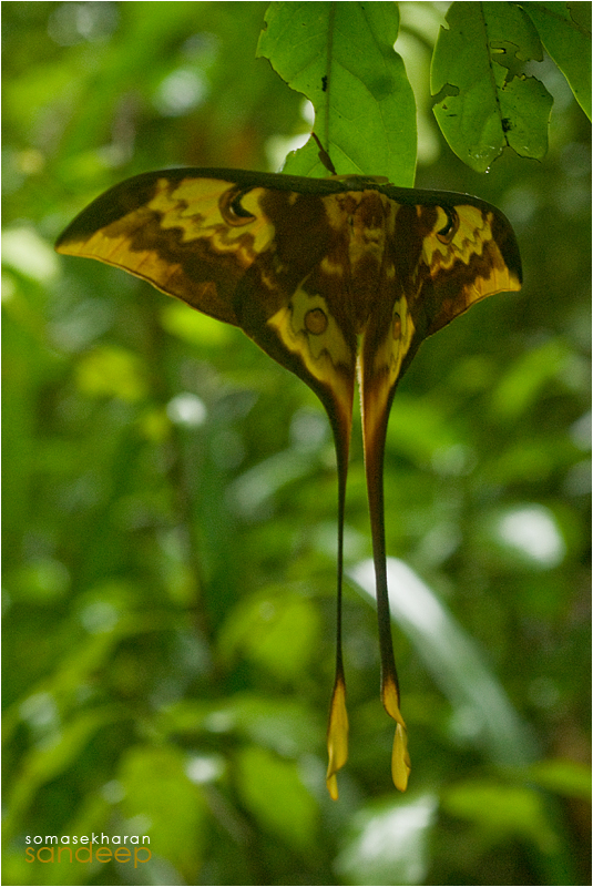 Malaysian Moon Moth