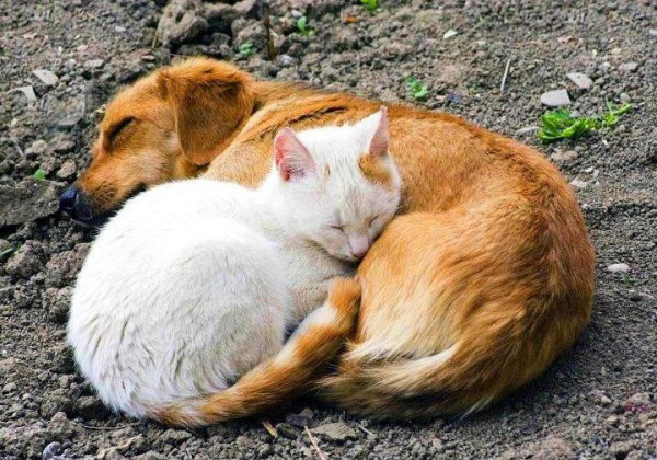 Imagini comice cu animale: Tari Artistice Si Galerie Foto Frumoase Fete ...