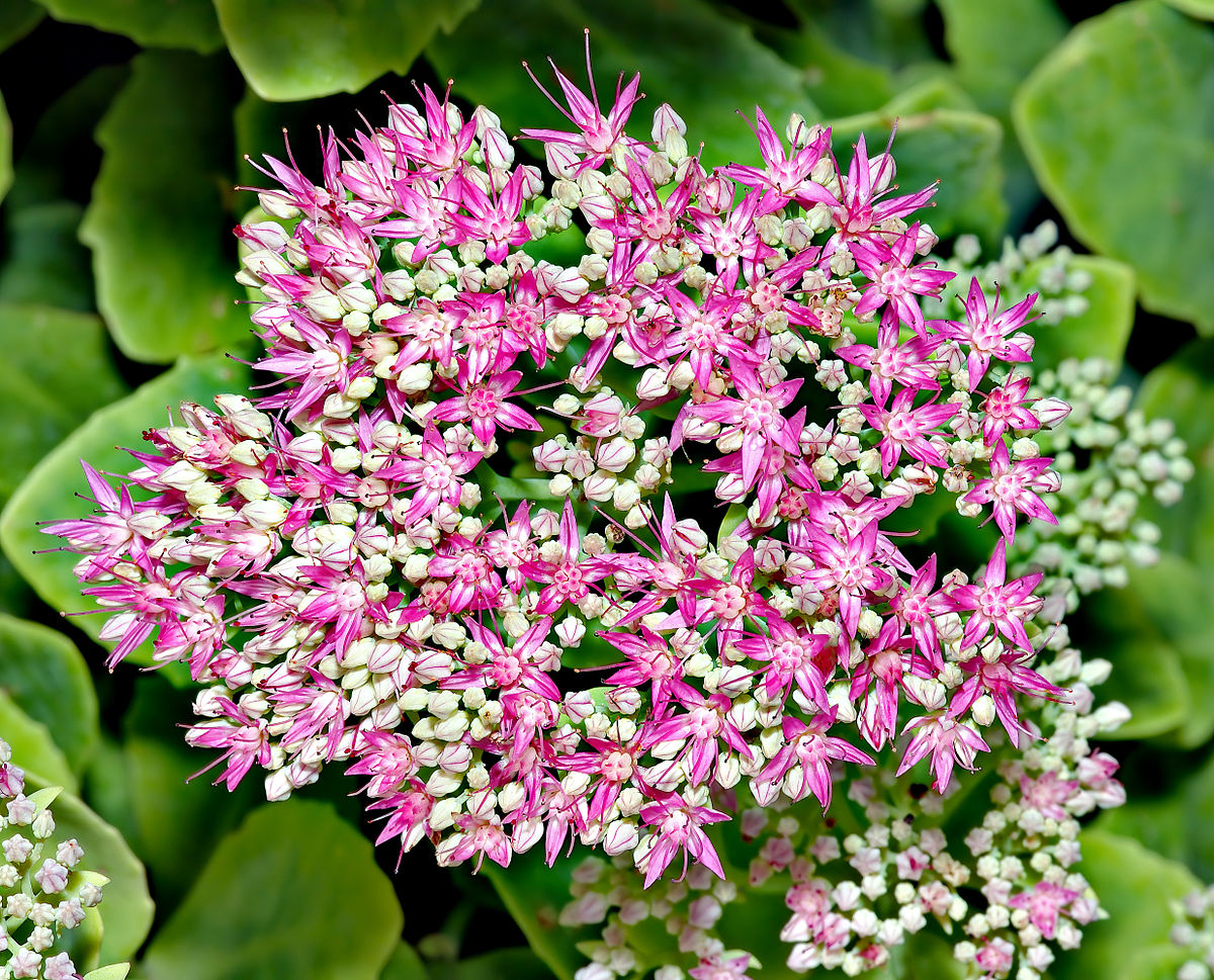 sedum spectabile - France News Collections