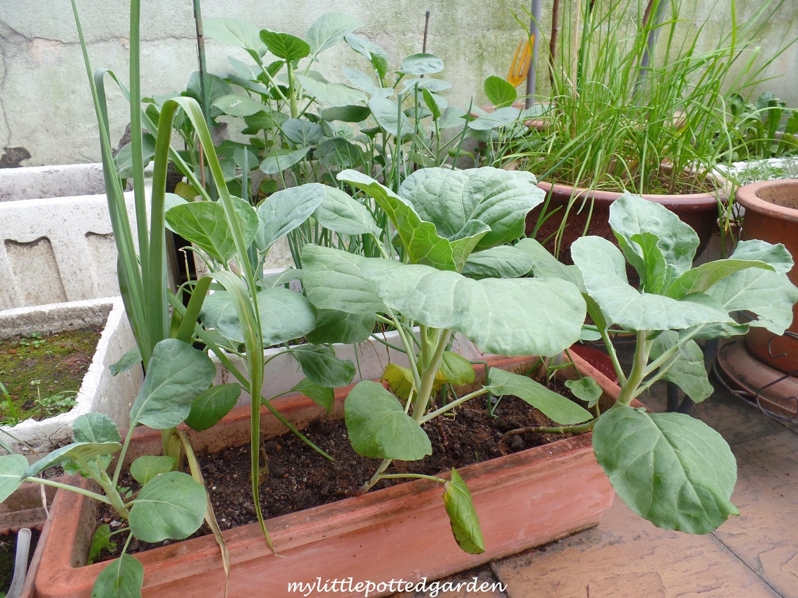 My Little Potted Garden: Another Kai Lan Harvest