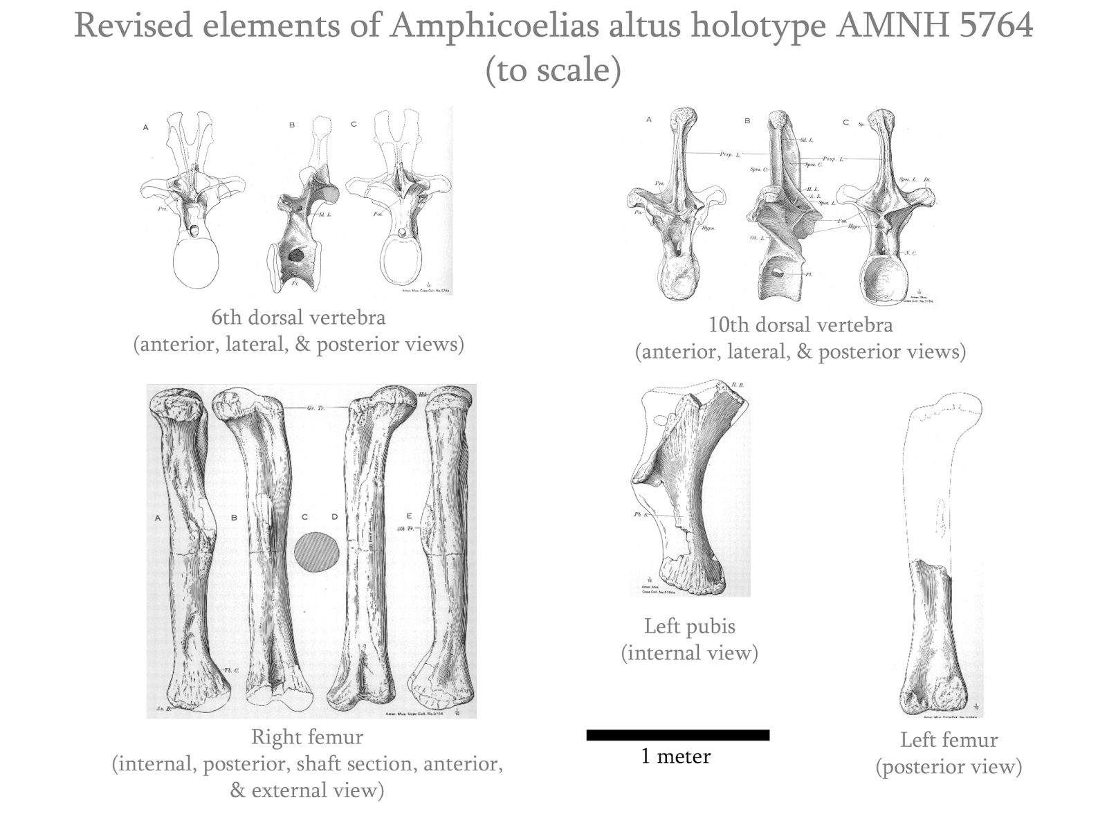 Sauropodomorph Lair: The Morrison Titan - Part 1