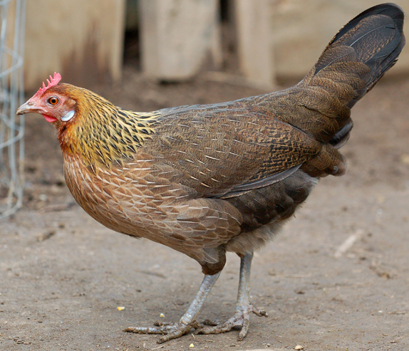 BReeder: Characteristics of the Fantail as compared to Wild type