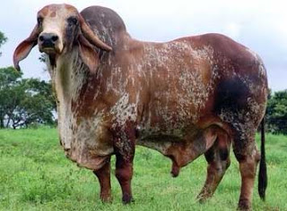 ¿Cuantas vacas por cada toro? | TODO SOBRE GANADO