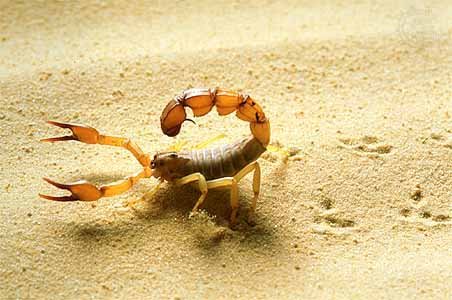 AKREP RESİMLERİ-Manzaralar