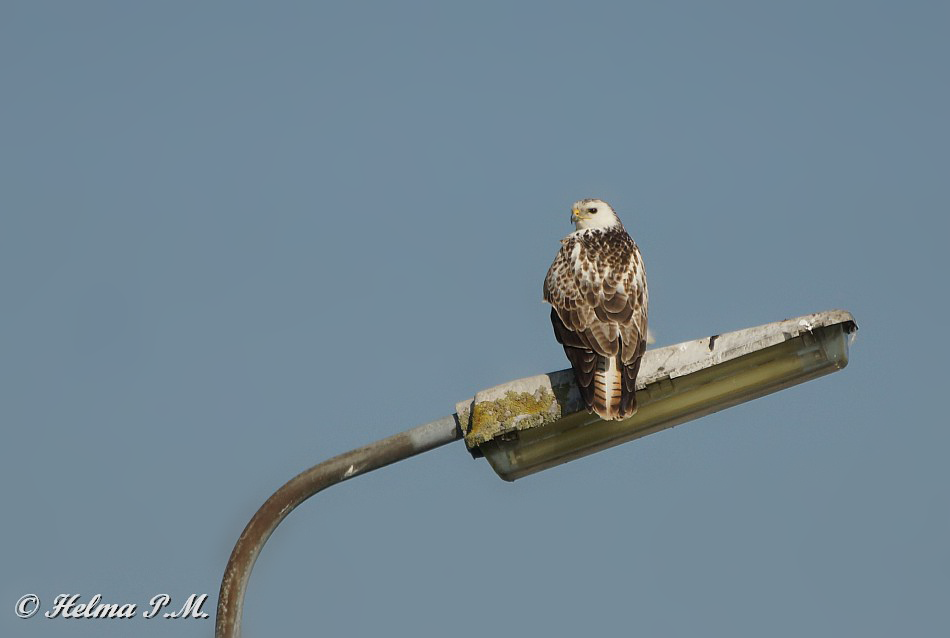 Helma's natuurfoto's: Rondje polder...........