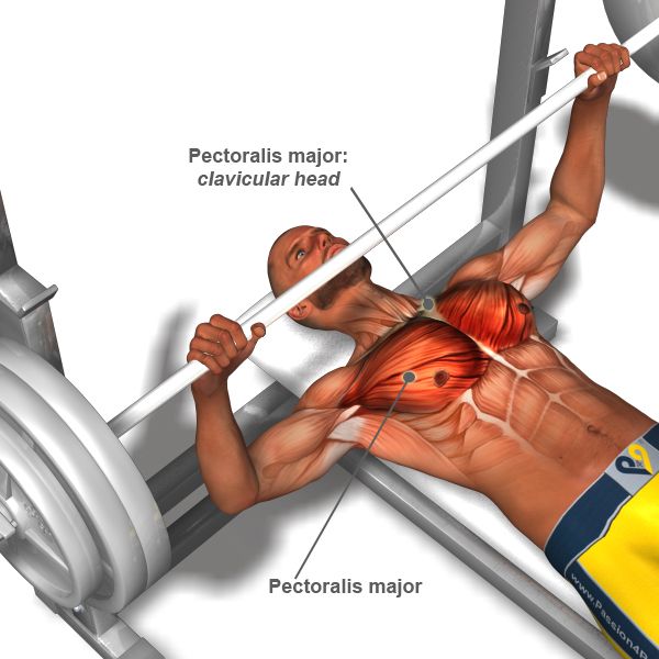 Pectoral Workouts Build Massive Pecs With This Explosive Workout