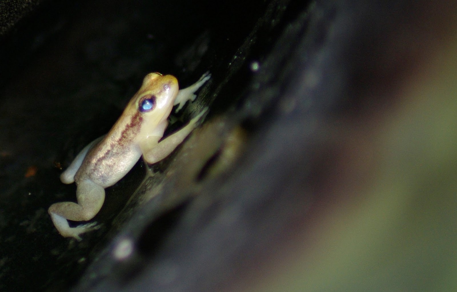 Ten Million Earthlings: Bromeliad Boroughs