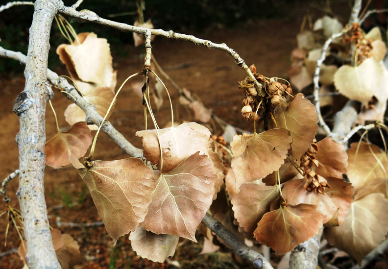 XENOBIA BAILEY'S ARTIST WORK JOURNAL