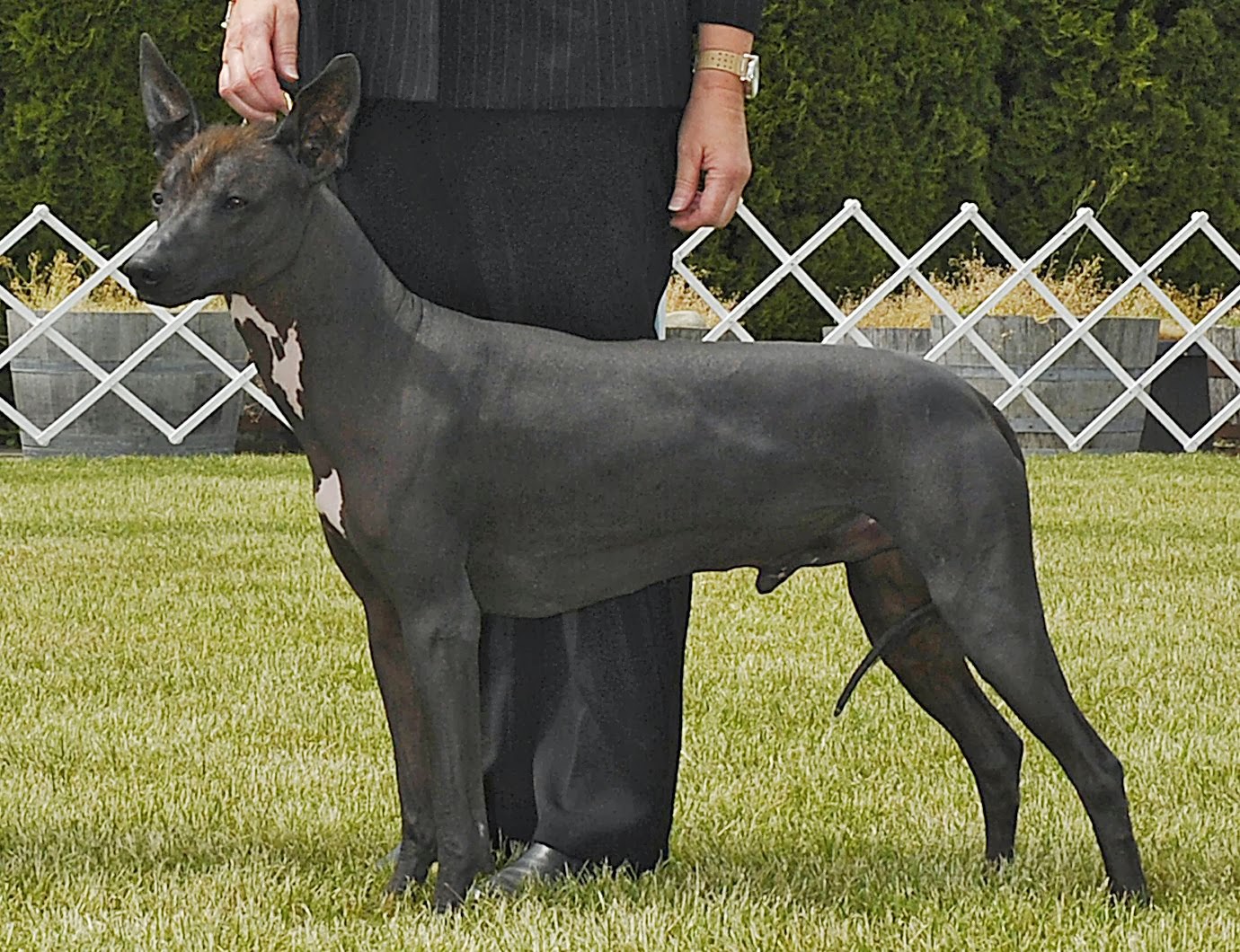 PERROS DE RAZA: XOLOITZCUINTLE