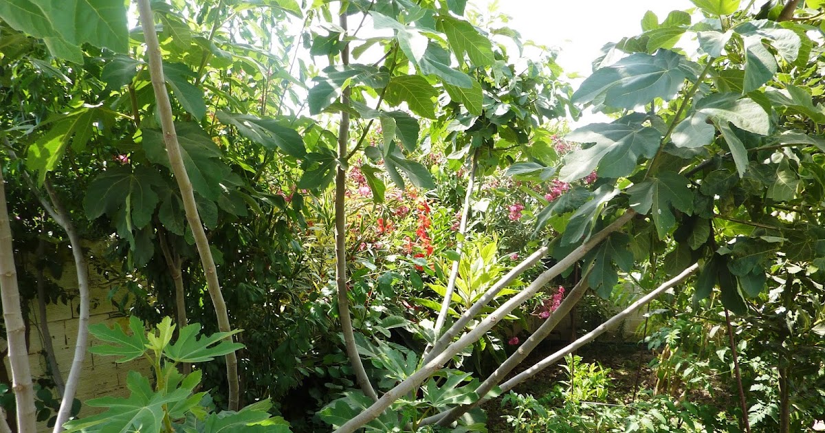 LE TOUR DU JARDIN DE LA ROBIYA A NOTRE ARRIVEE