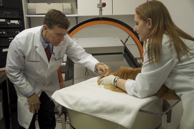 Animal Endocrine Clinic: Confirming the Diagnosis of Hyperthyroidism in ...