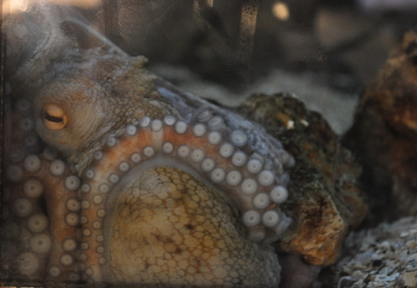 ZOOTOGRAFIANDO (6.100 ANIMALS): PULPO COMÚN / COMMON OCTOPUS (Octopus ...