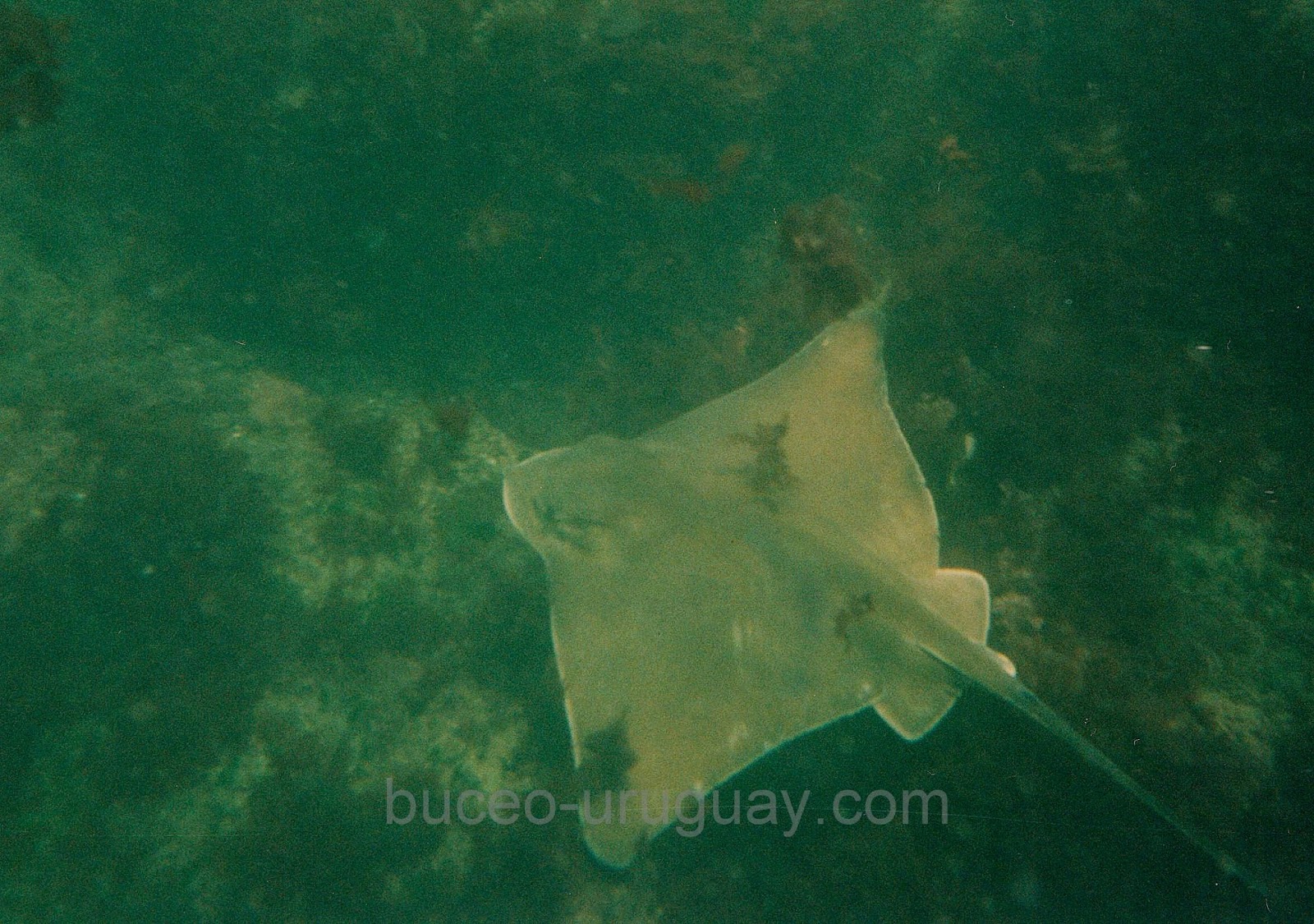 BUCEO URUGUAY: El chucho o águila de mar Myliobatis goodei