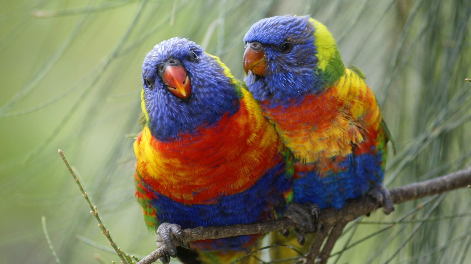 beautiful parrot,colorful parrot,parrot kissing girl full hd wallpapers ...